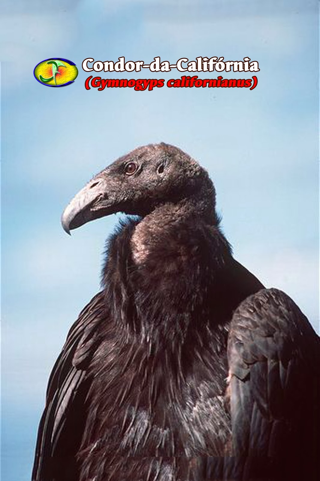 ORNITOLOGIA: Condor-da-California (Gymnogyps californianus)